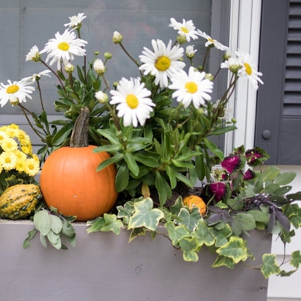My Easy Fall Window Boxes